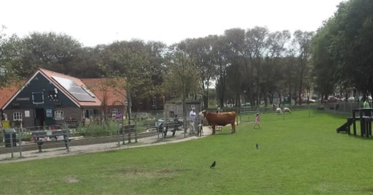 Jongeren schoppen met voetbal tegen koe op kinderboerderij: ‘Te triest ...