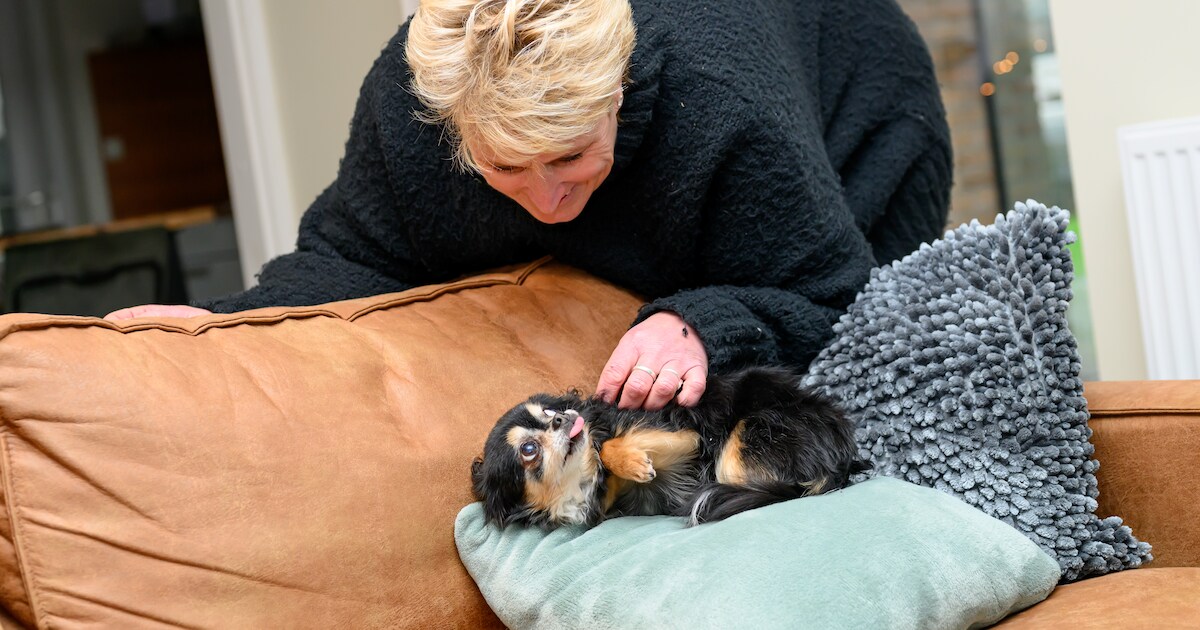 Brandweermannen komen nét op tijd om hondje Lisa te redden uit rioolput ...