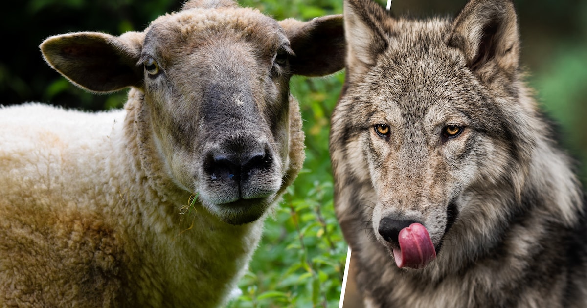 Waarom boer bij dood schaap door wolf wel geld krijgt, maar bij ...