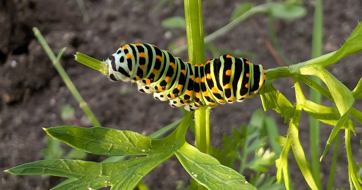Dit stuurden jullie in: Deze prachtige rups is geen smakelijk hapje ...