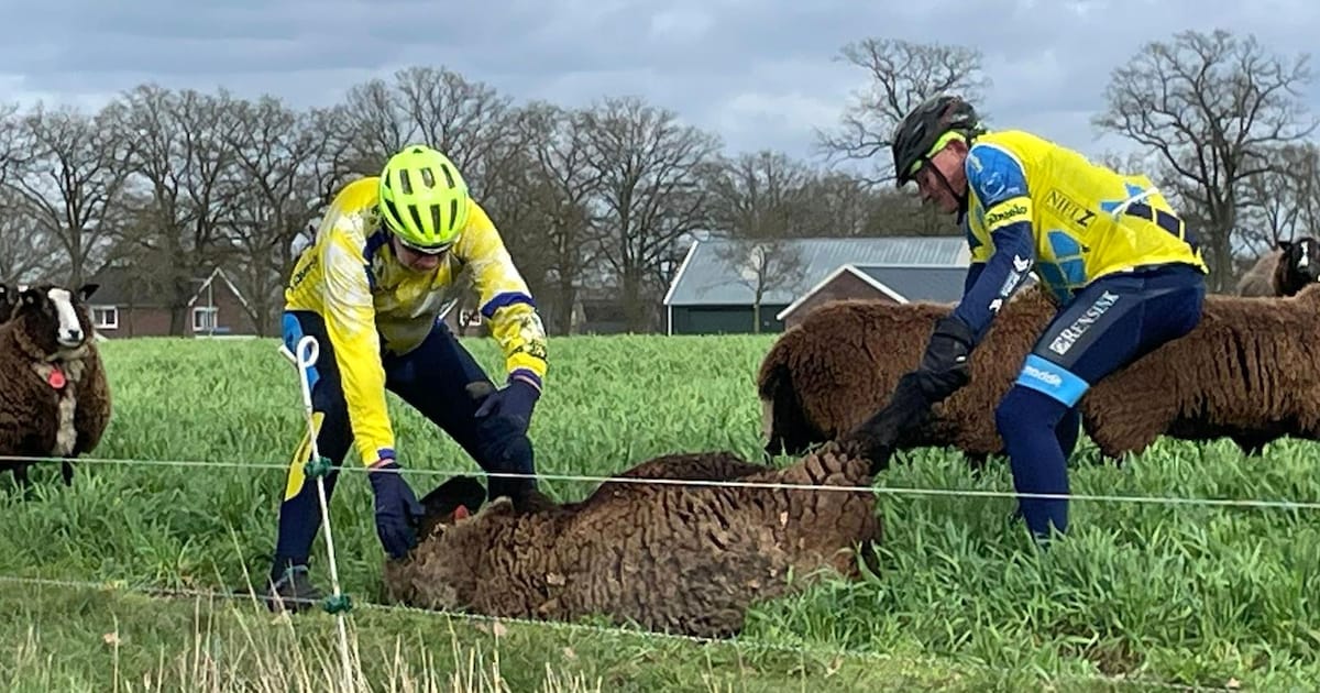 Wielrenners redden drachtig schaap: ‘Jongens stoppen, er ligt een ...