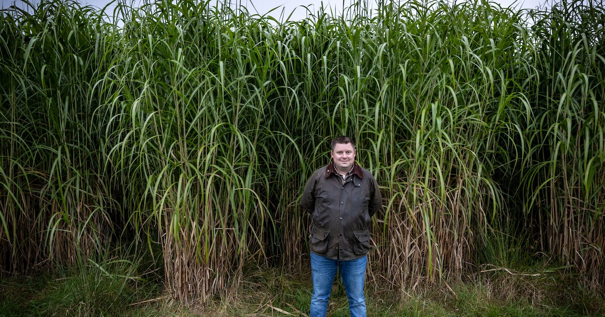 Op de grond van oom Jan uit Tilligte wuift nu olifantsgras: ‘Pott’n en ...