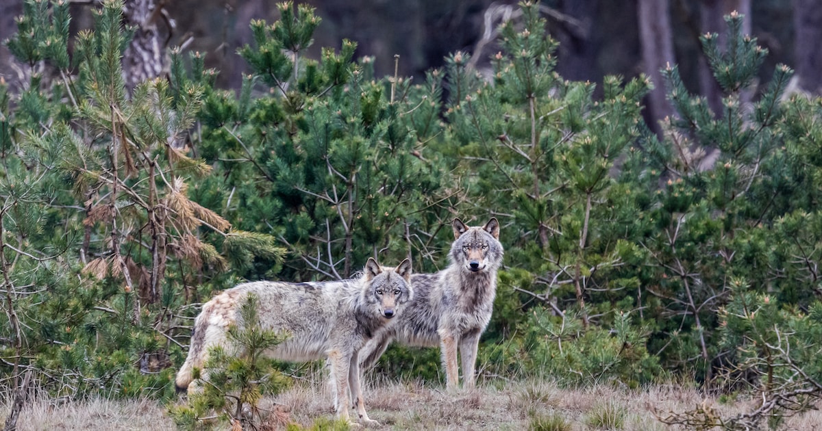 Nieuw onderzoek naar Nederlandse wolven maakt duidelijk: dit zijn échte ...