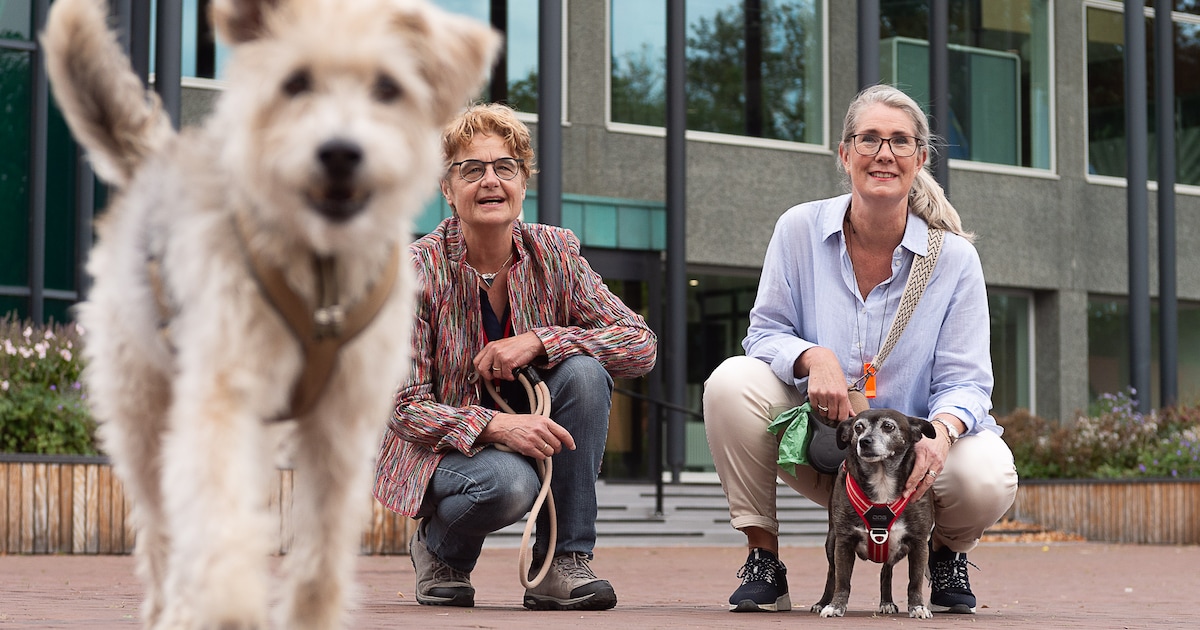 Baasjes willen hun hond uitlaten in hal van gemeentehuis Epe na ...