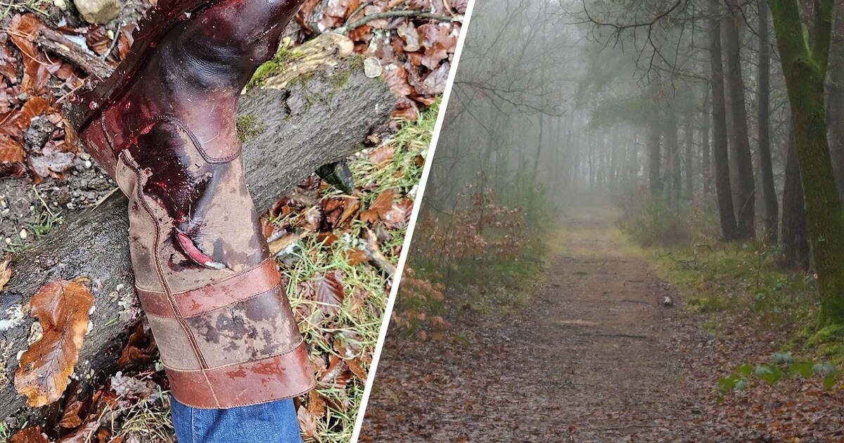 🎧 12 minuten lang werd Gerjan (71) aangevallen door een wild zwijn ...