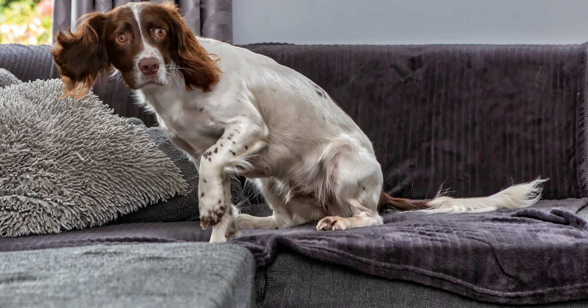 ‘Verborgen’ hondeneigenaren uit Kampen melden zich (en dat merken brave ...