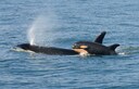 Orka's rammen zeilboten voor de Spaanse en Portugese kust | Foto ...