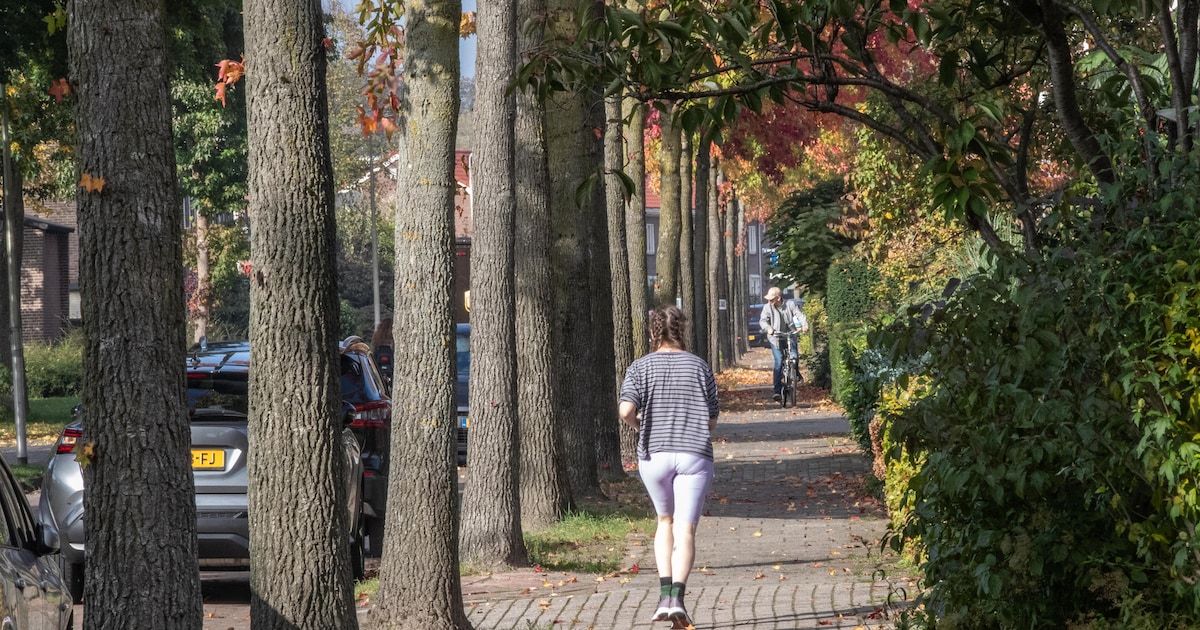 Kap 44 bomen in Deventer straat hakt er in bij bewoners ...