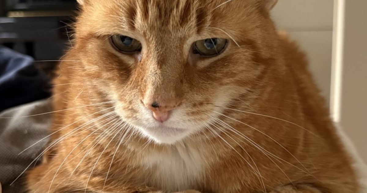 Heb jij Slimpie, Paco of Guus gezien? Deze vijf huisdieren worden in ...