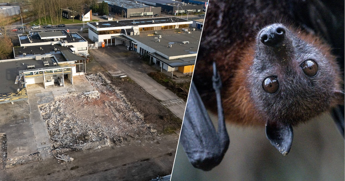 Vleermuizen in winterslaap in oud Asito-kantoor Almelo: provincie legt ...