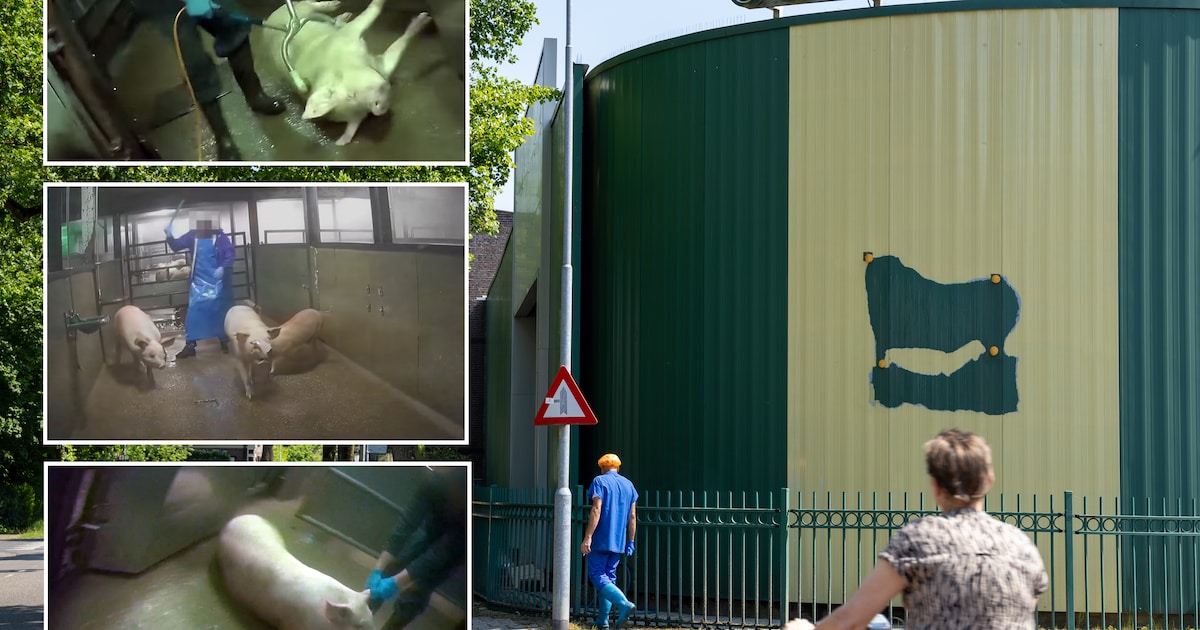 ‘Absurd’ en ‘onacceptabel’, noemt Animal Rights besluit OM over oud ...