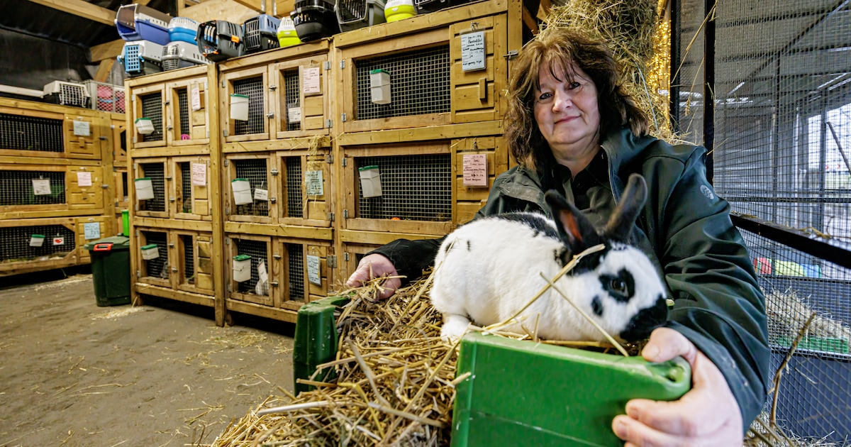 Alles wordt duurder voor opvangcentra van dieren: ‘Tarieven omhoog? Dan ...