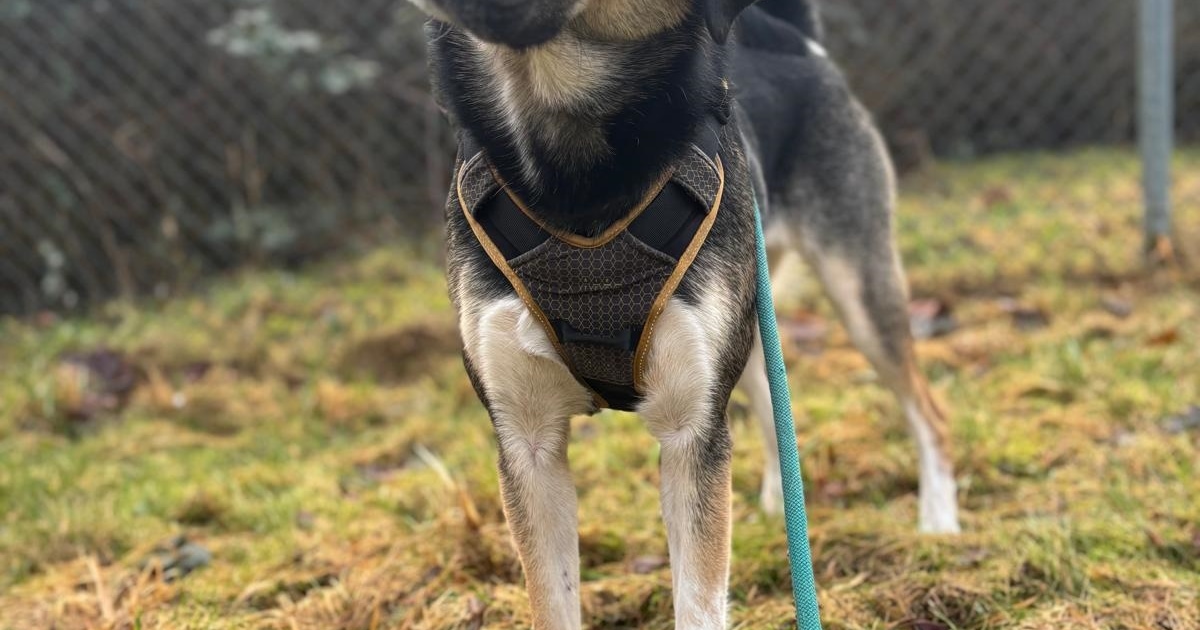 Baasje gezocht: 9 honden en katten zitten in het asiel in Almere ...
