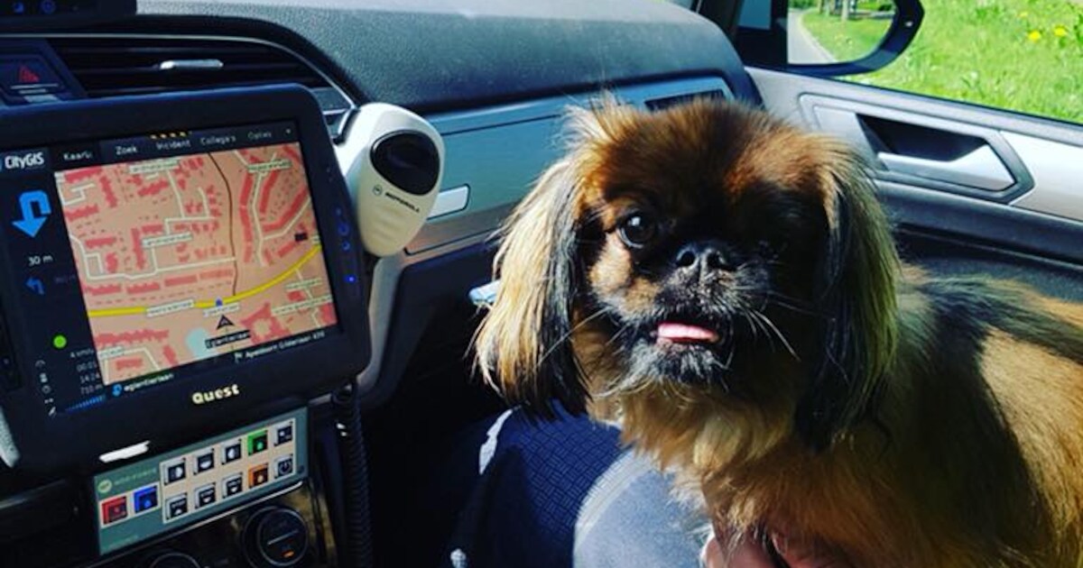 Deze hond was achtergelaten in snikhete auto in Apeldoorn en mag ...