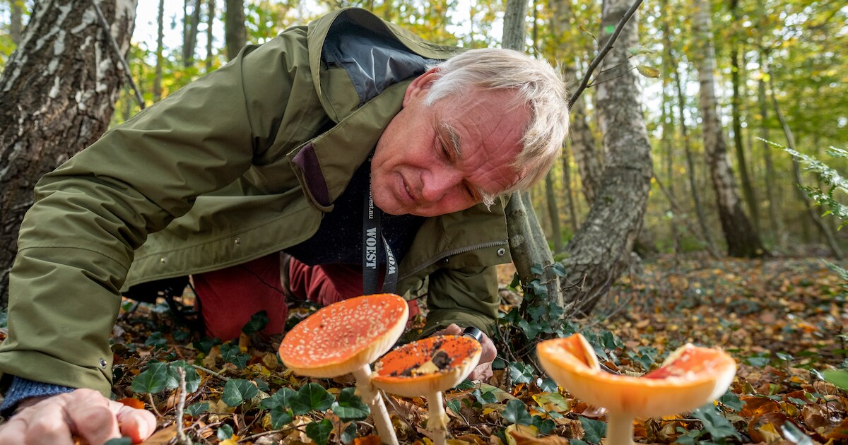 Gelderland telt meeste vliegenzwammen van Nederland, maar hoe lang nog? ‘Paddenstoelen gaan ...