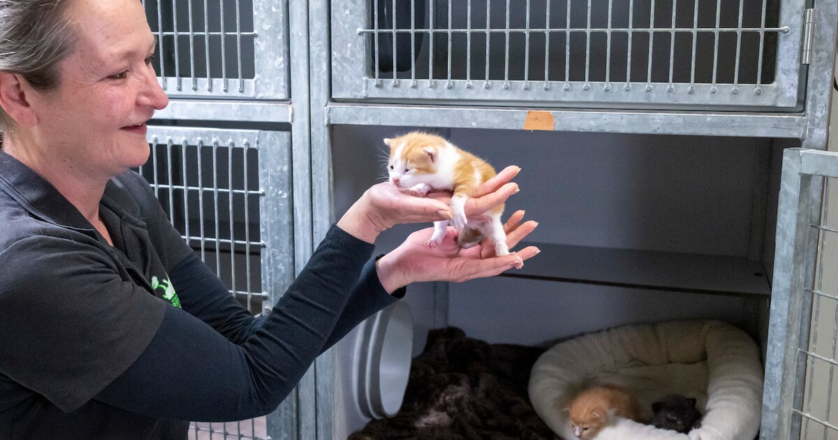 Na 27 jaar valt het doek voor dit dierenasiel: ‘Terwijl we net zo goed ...
