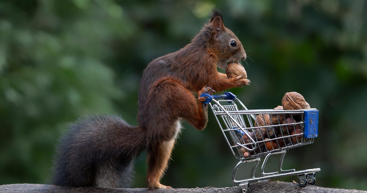 Albert maakte foto's van eekhoorn die winkelwagen vol nootjes ‘plundert ...