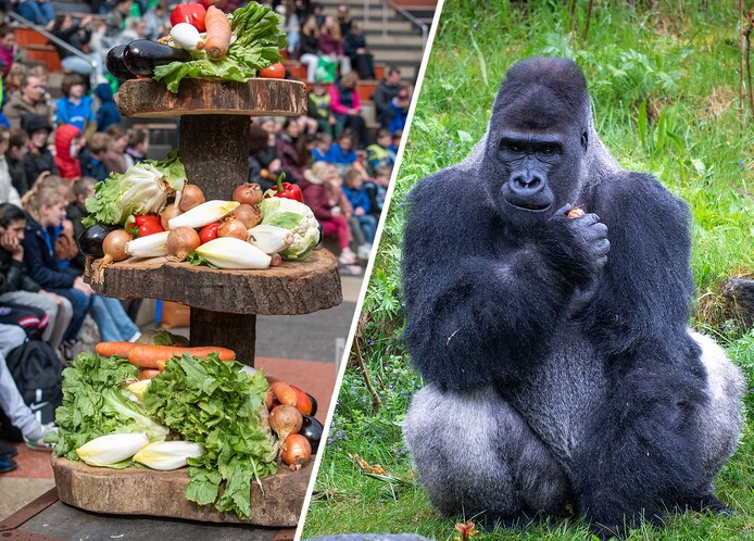 Gorilla Banjoko is pas een paar maanden in Apenheul, maar op zijn welkomstfeestje volgt ...