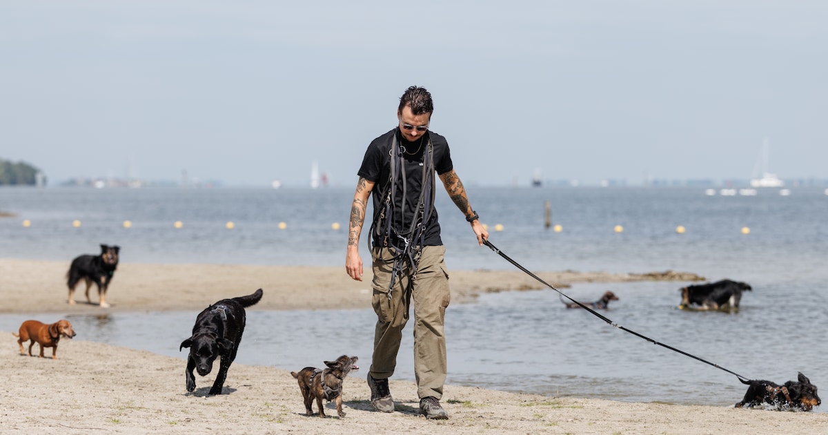 Grote groep honden uitlaten? Dat mag hier straks misschien niet meer ...