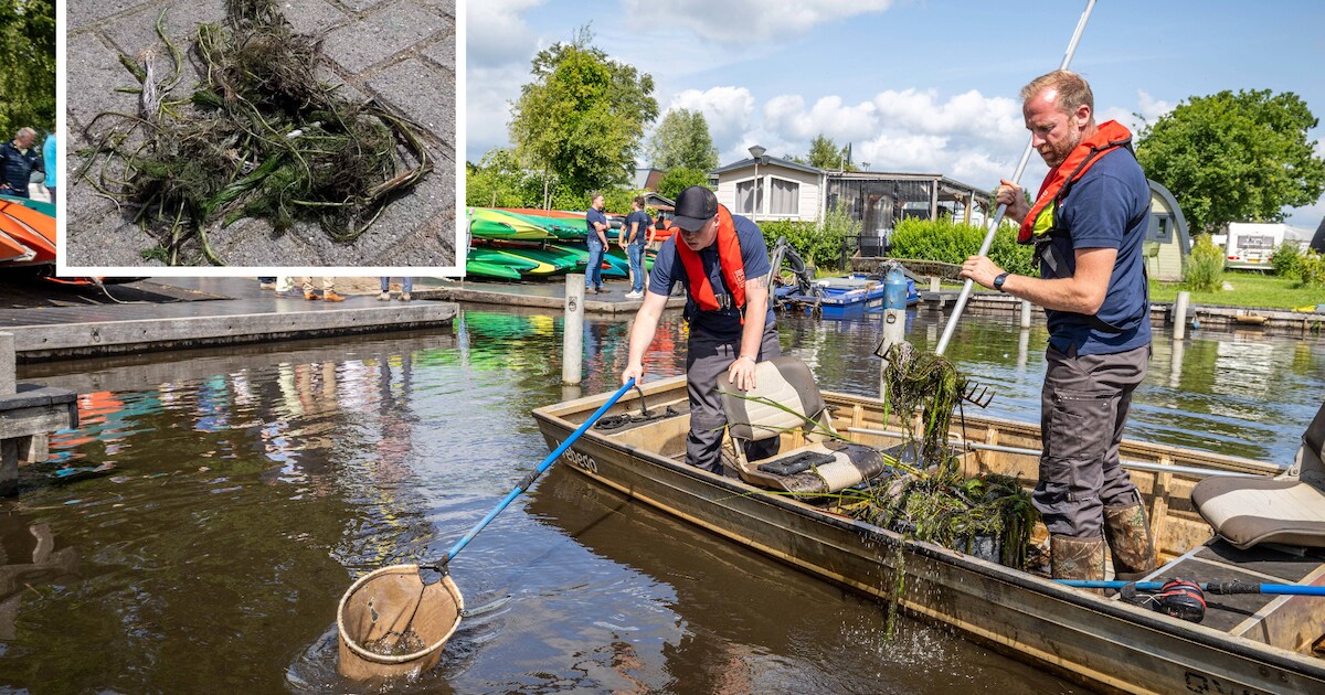 Door deze exotische planten lopen bootjes vast: project van ruim 7 ...
