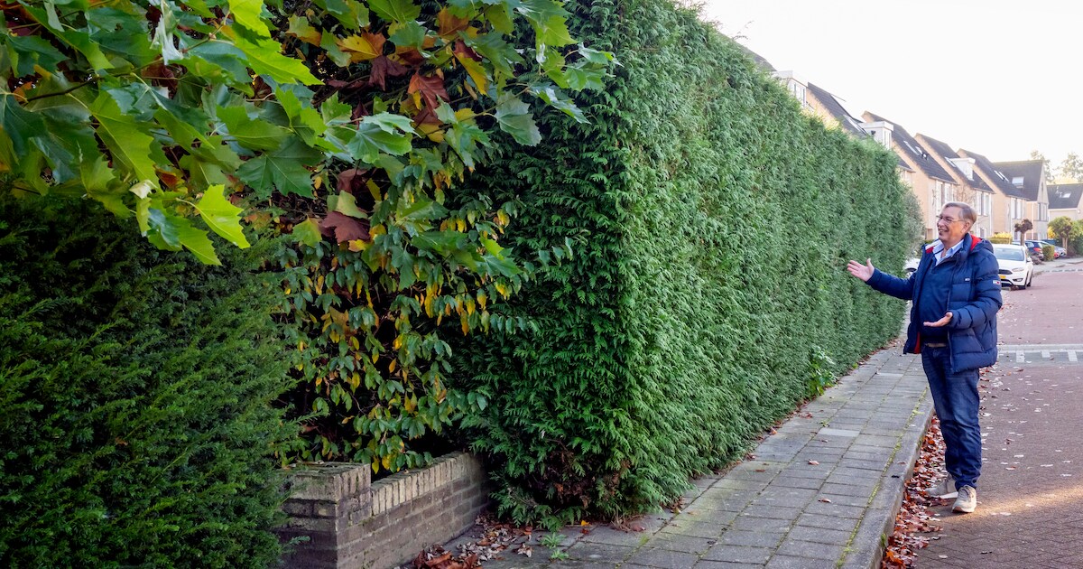 Bomen die zicht wegnemen en overhangende struiken: klachten over het ...