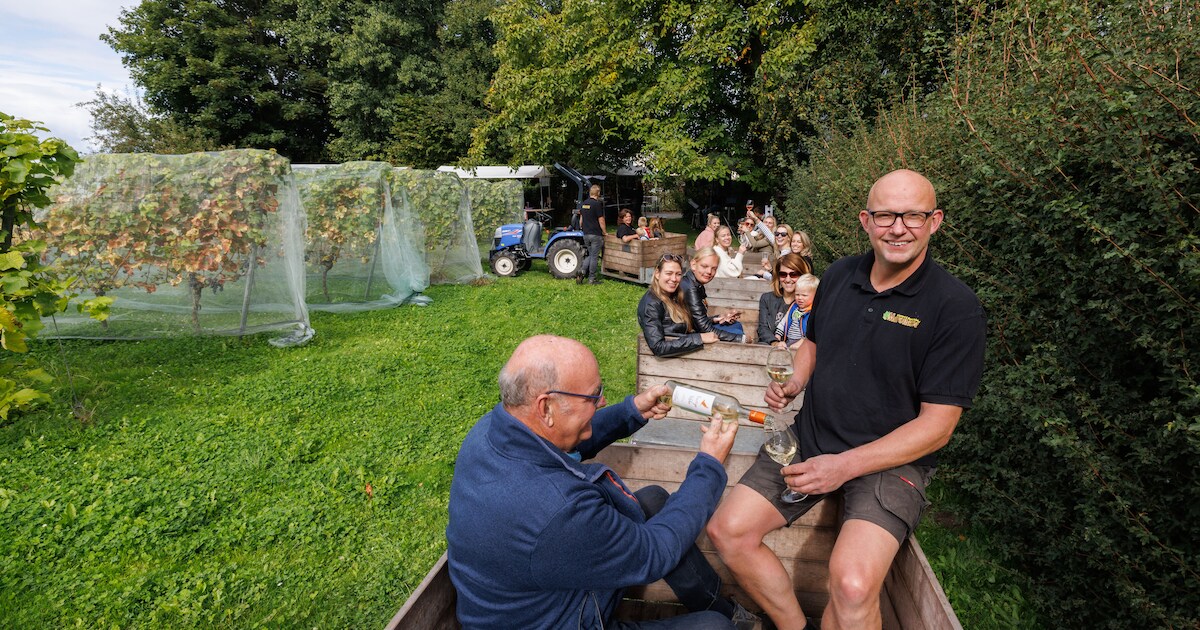Zegenrijke zomers voor polderwijn uit Marknesse | Noordoostpolder | De ...