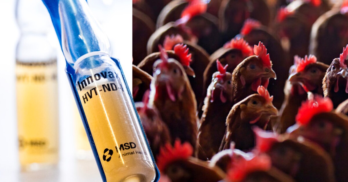 Vaccin tegen vogelgriep lijkt te werken, toch staan kippenboeren niet ...