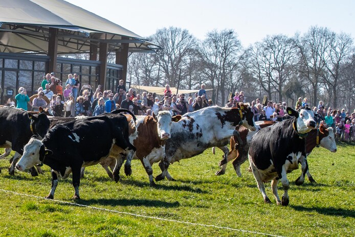 Koeien in Lettele rennen de zon tegemoet: ‘Voor de dieren is dit als ...