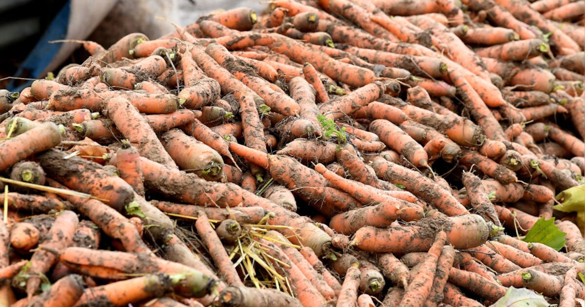 Waarom 8 miljoen wortels van boeren dreigen te verrotten door ruzie in ...