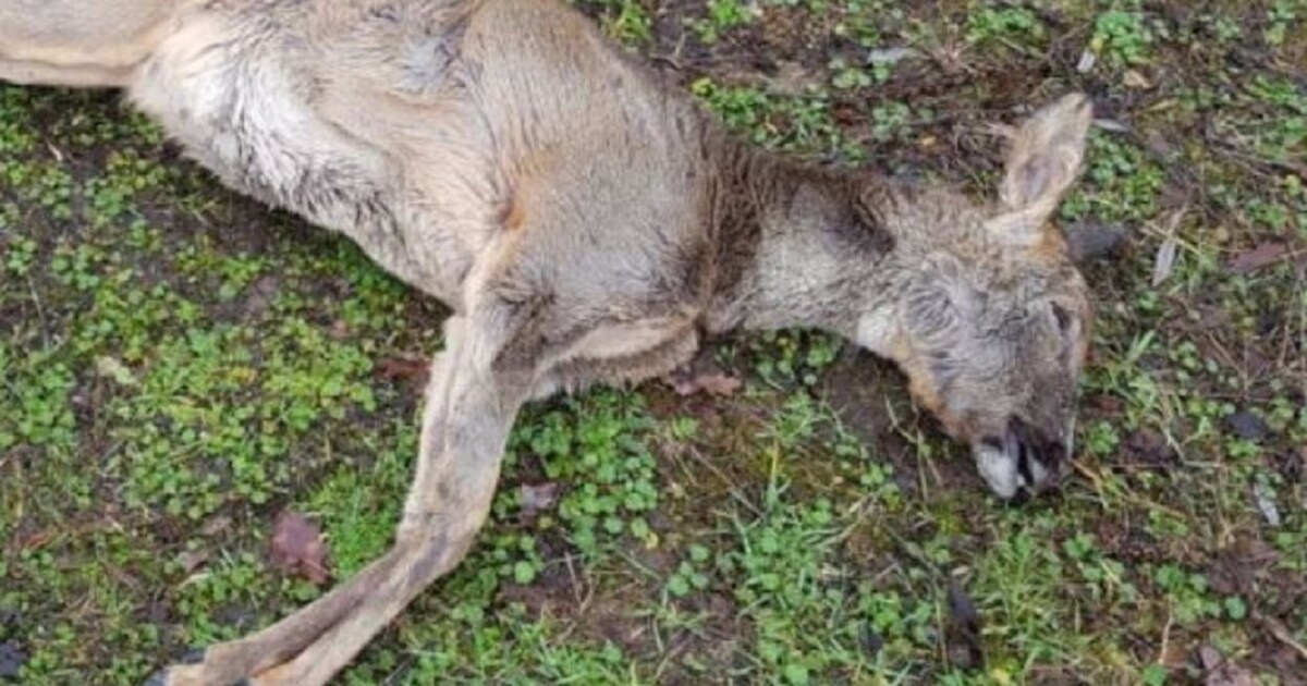 ‘KadaverCam’ laat Nederland voor het eerst live genieten van rottend ...