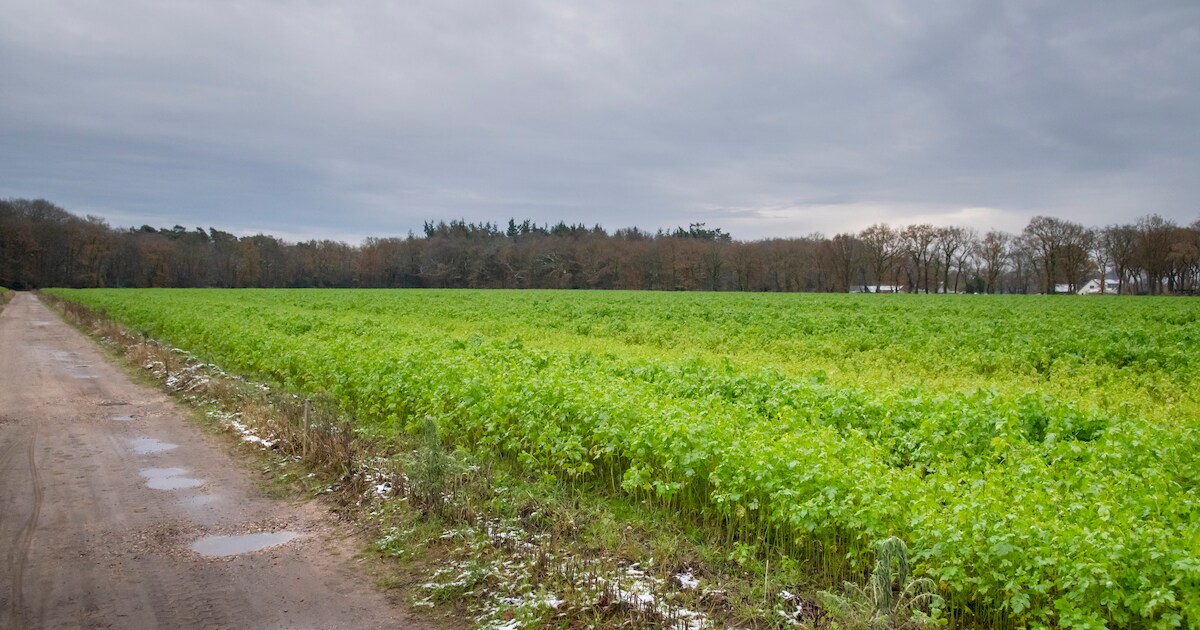 Buurman Wim verzet zich tegen veld vol zonnepanelen naast zijn erf ...