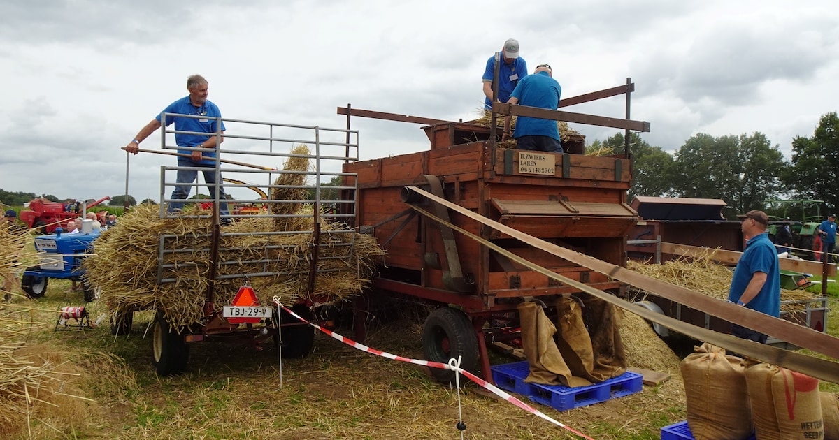 Dorsen van graan en oude landbouwmachines op streekmarkt bij Warkense ...