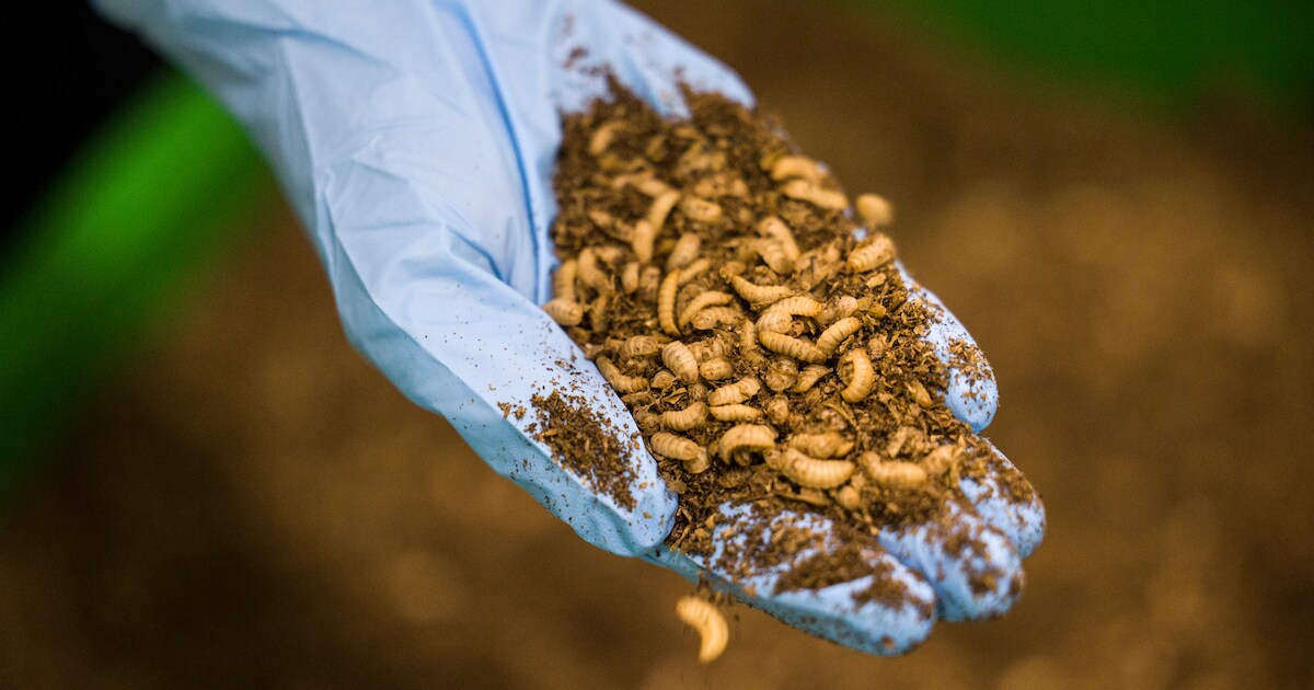Miljarden insecten ‘lijden' in fabrieken en daar wil Wakker Dier einde ...