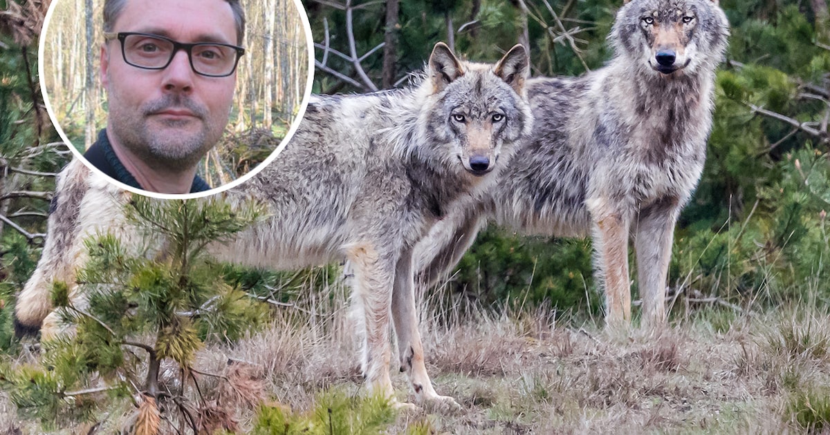 Onderzoek toont: de meeste wolven zijn doodsbang voor mensen, tenzij ...