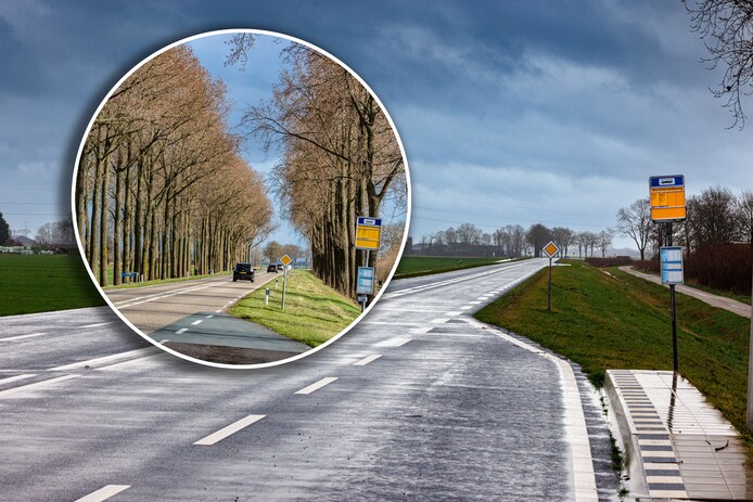 Gekapte populieren langs provinciale weg bij Kampereiland tóch nog ...