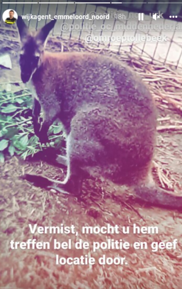 Wallaby Hop ontsnapt op Urk: ‘Hoop dat hij zich vanavond weer laat zien ...