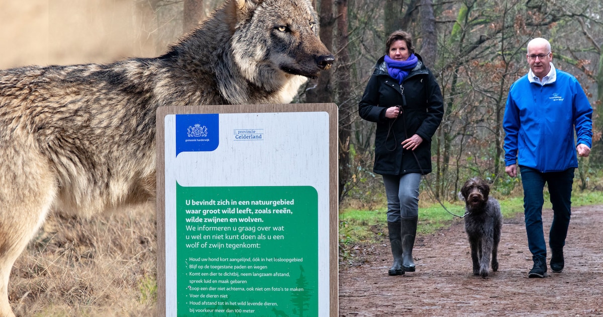 Géén wolvenhek in hondenbos: baasjes moeten zelf risico inschatten ...