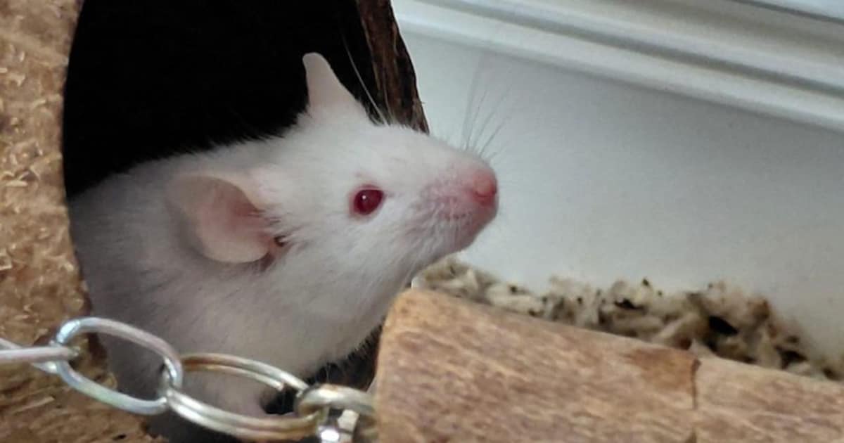 Een muis in je huis: Yuki piept graag het asiel uit | Regio | De Stentor.nl