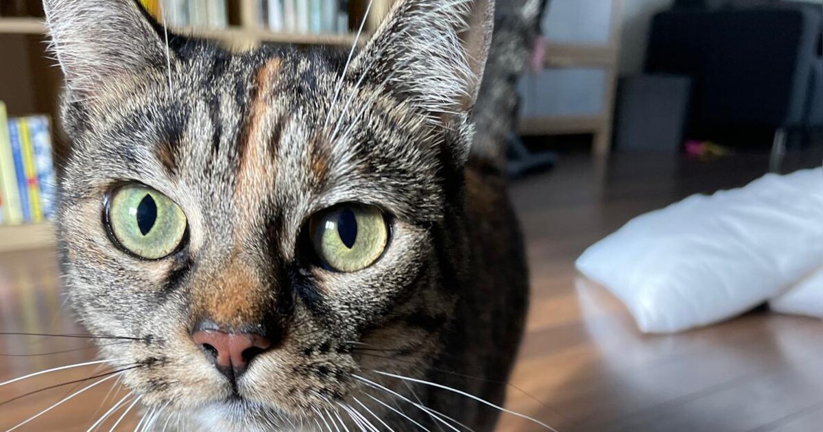 Grote opluchting , weggelopen logeerpoes Effie is weer thuis: ‘Ze is ...