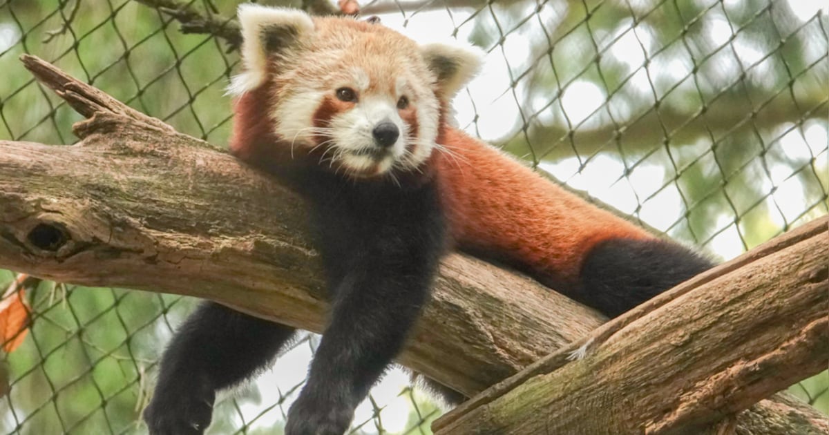 Rode panda in DierenPark Amersfoort beschoten na ontsnapping: ‘We ...