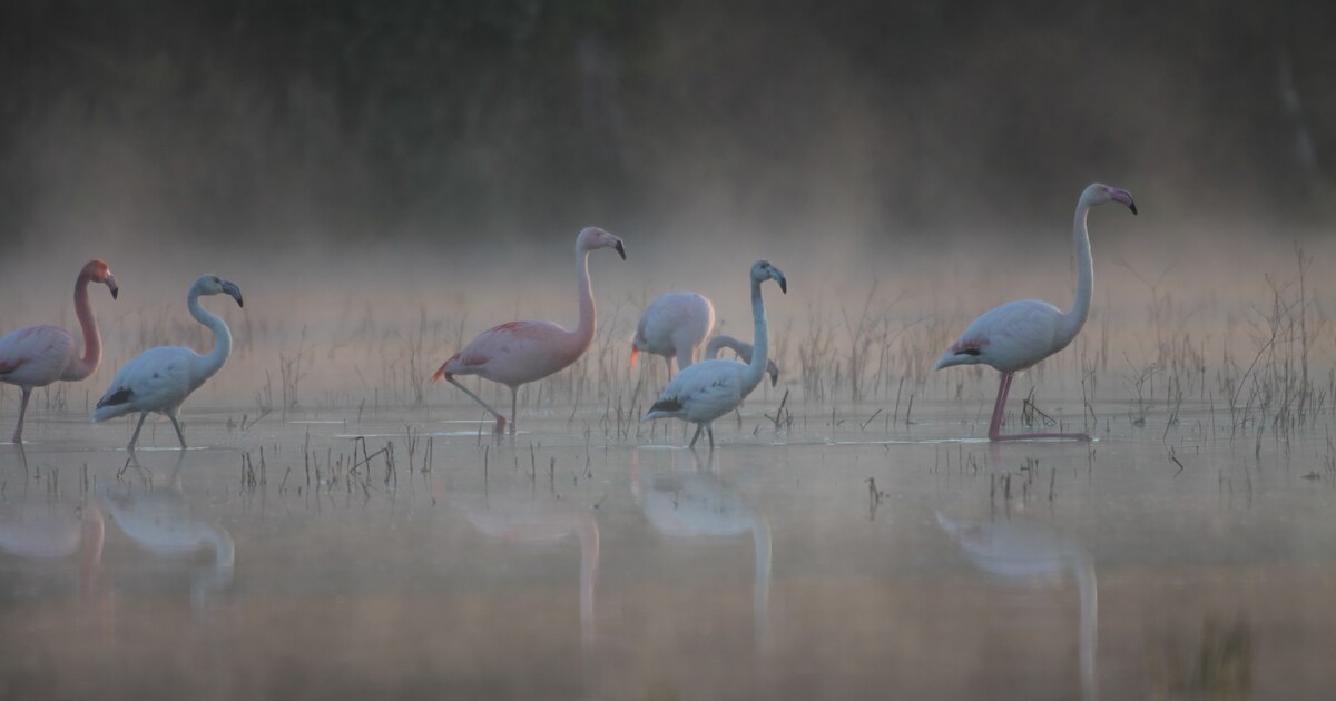 De flamingo’s uit Zwillbrock zijn op weg naar hun Nederlandse ...