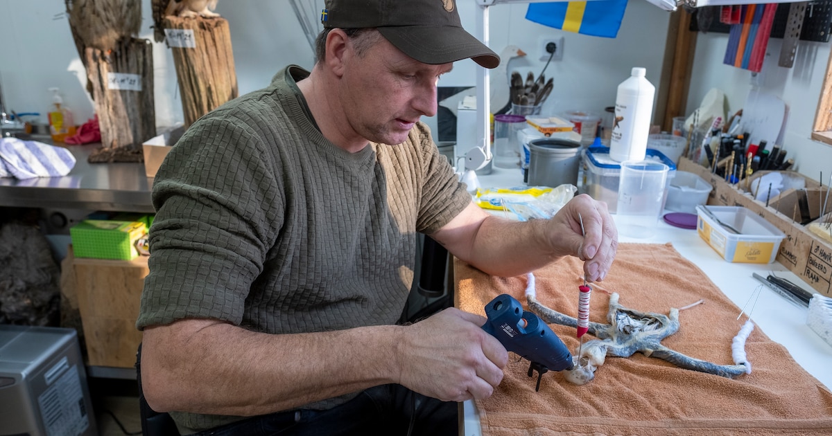Dode vogel op de weg? Richard uit Wezep weet er wel raad mee: ‘Niet te ...