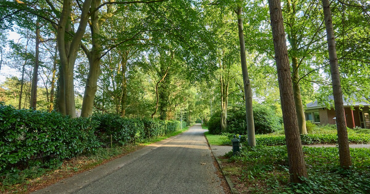 Lauriersoap in Gorssel: nieuwe overbuurvrouw eist zicht op echt bos ...