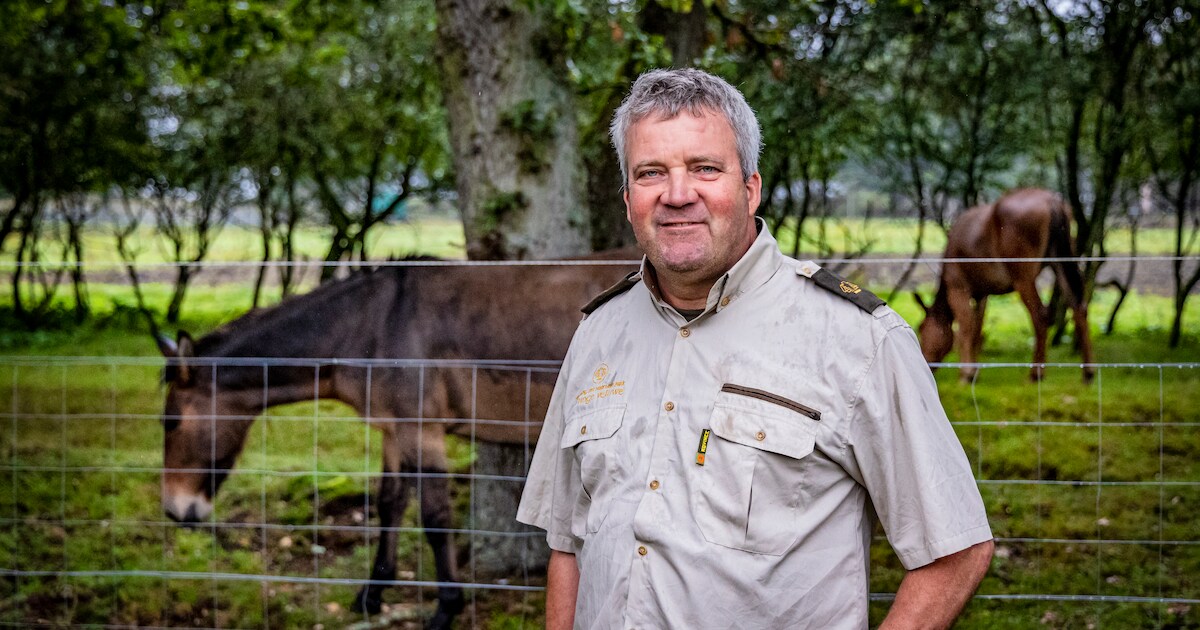 Heeft Hoge Veluwe goud in handen in strijd tegen wolf? ‘Dit is de Rico ...
