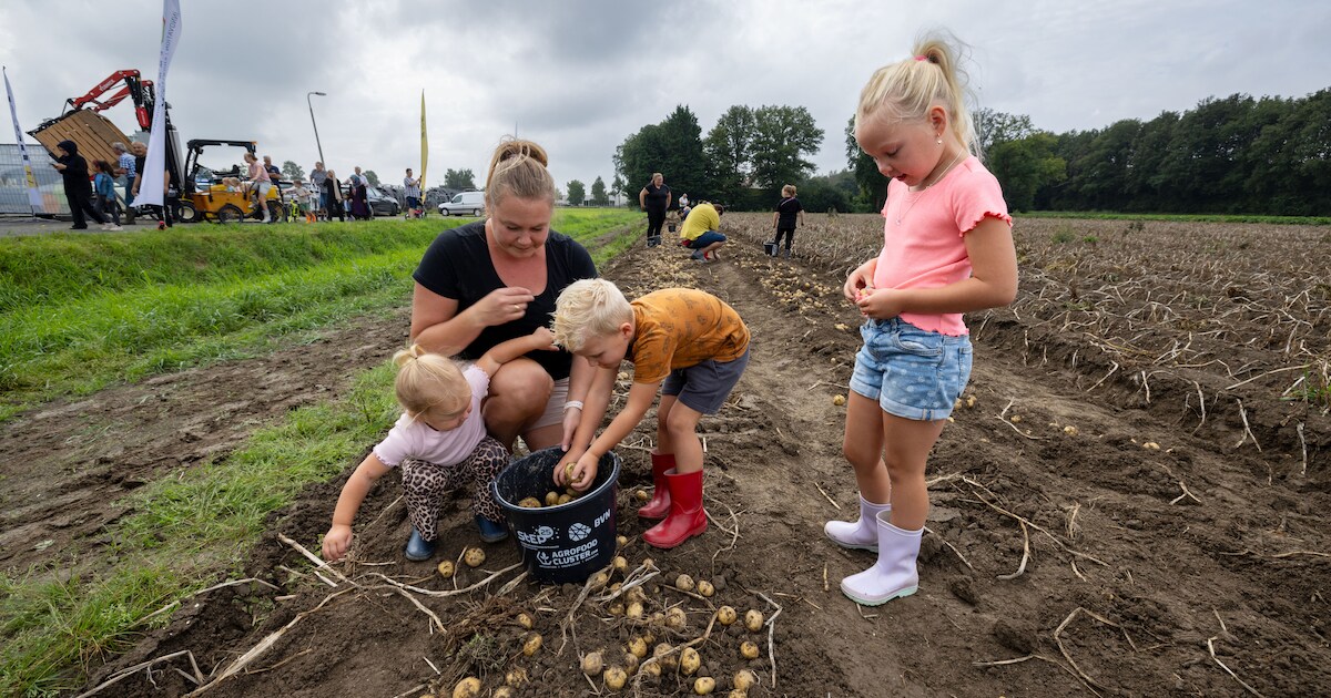 Aardappels rooien, rapen en gratis meenemen: ‘Kiek wat een knoepert ...