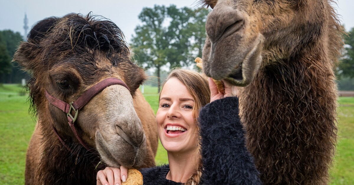 Nieuwe kameel voor circus Bolalou, maar trainen voor voorstellingen ...