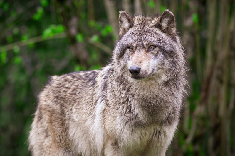 Dode wolf gevonden in Drenthe, onderzoek moet uitwijzen of het om ...