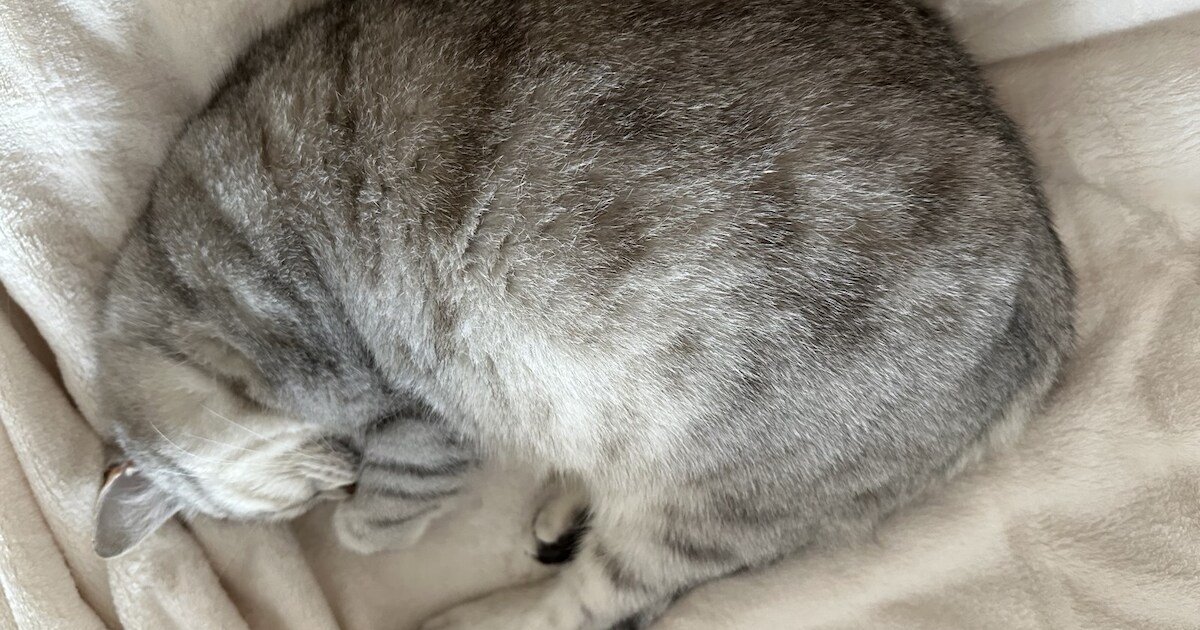 Heb jij Mickey, Pebbles of Minoes gezien? Deze vijf huisdieren worden ...