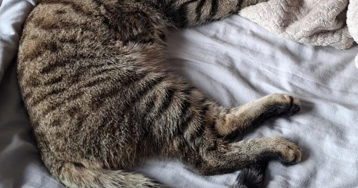 Heb jij Pookie gezien? Dit huisdier wordt in Olst-Wijhe vermist | Regio ...
