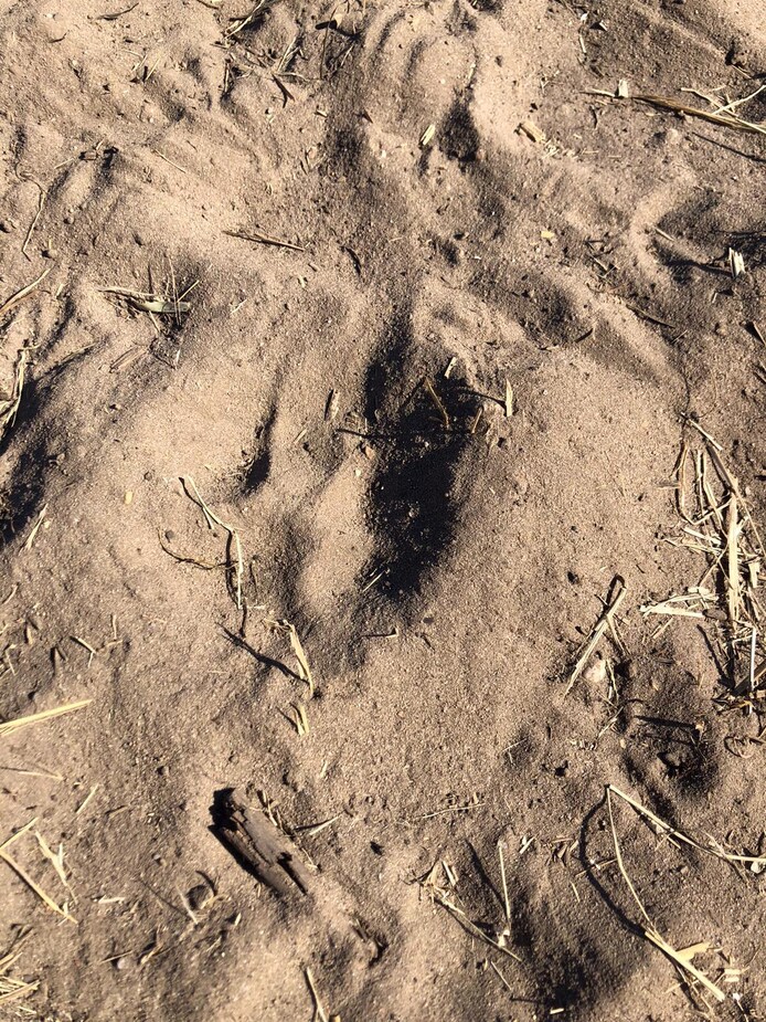 Experts twijfelen, maar boerin Dyon uit Epse zag echt een wolf haar ...
